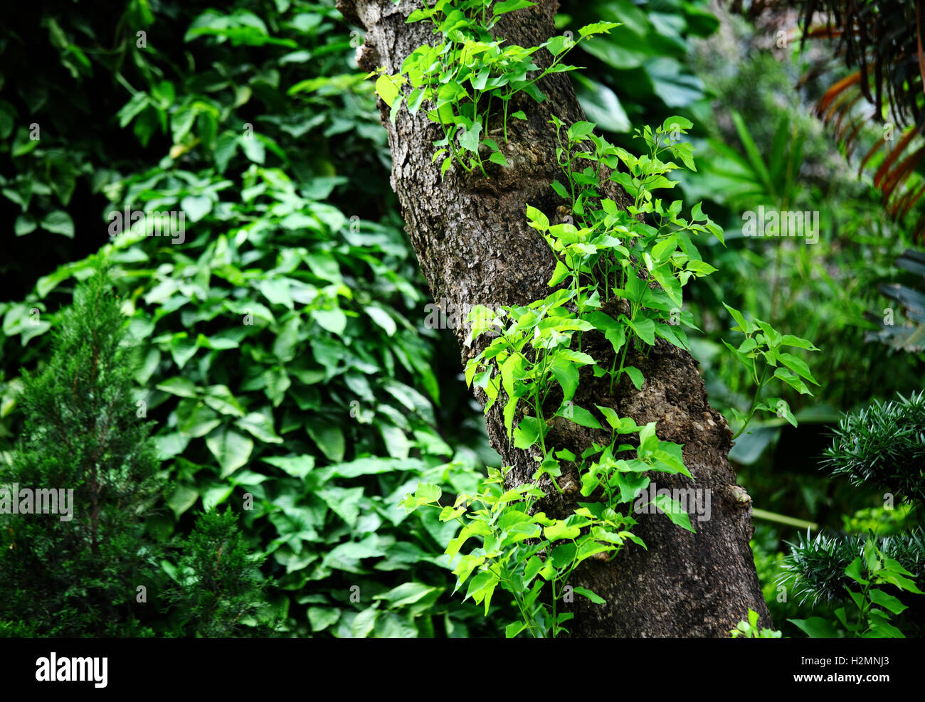 Tree with green leaf Stock Photo - Alamy