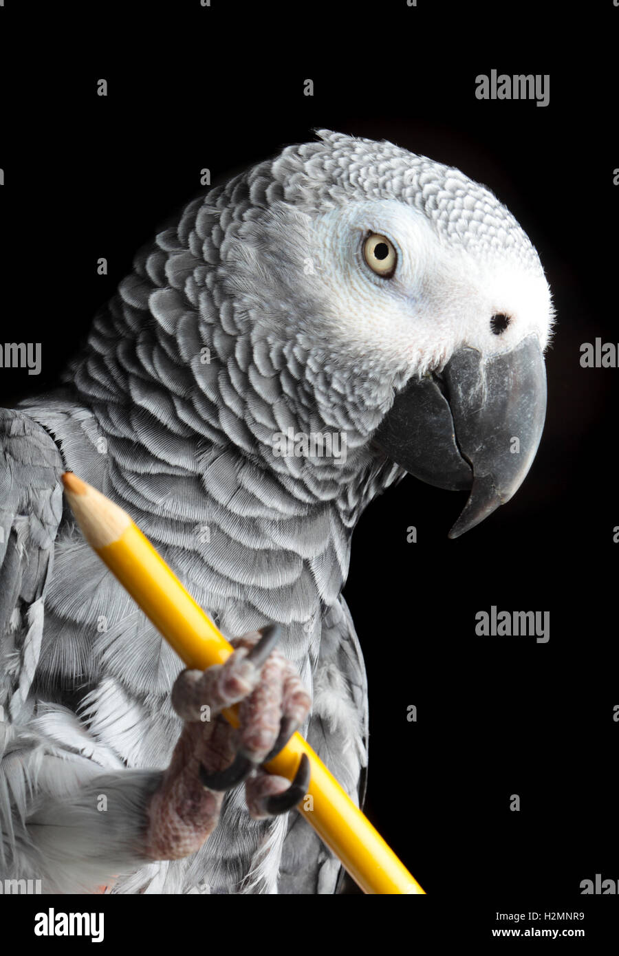 Parrot Holding Pencil Stock Photo - Alamy