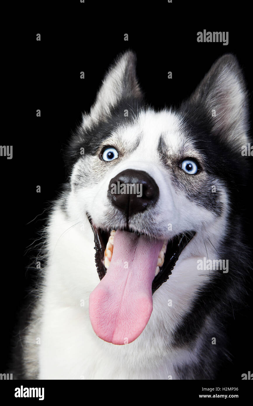Happy husky hi-res stock photography and images - Alamy