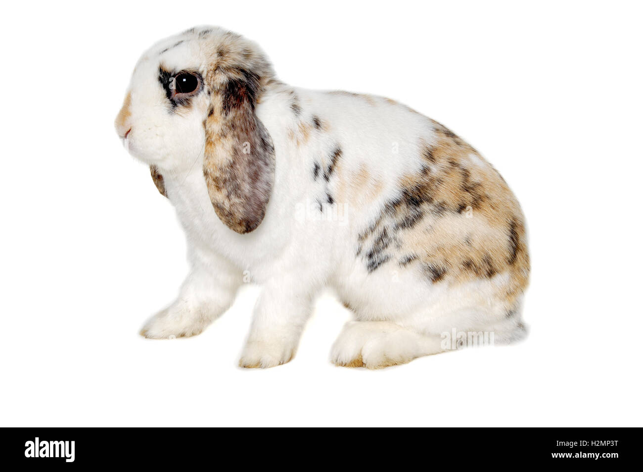 Rabbit isolated on white background Stock Photo - Alamy
