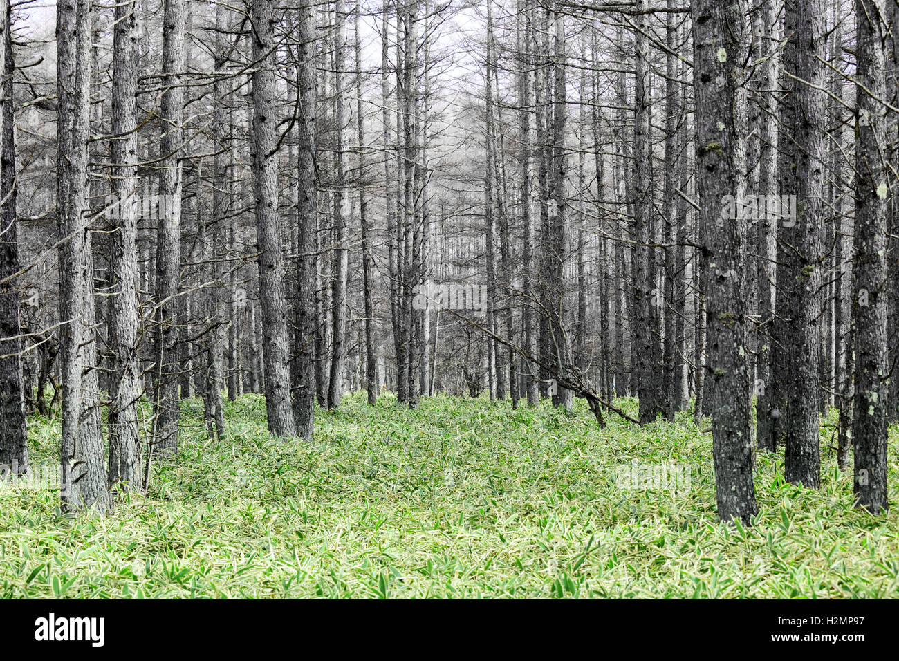 Pine tree forest Stock Photo - Alamy