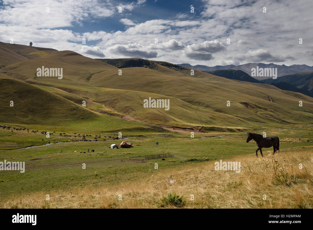 Grazing horses and cattle in stream at yurt home in Assy Turgen plateau ...