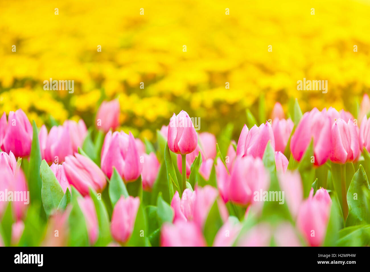 Lines of tulips hi-res stock photography and images - Alamy