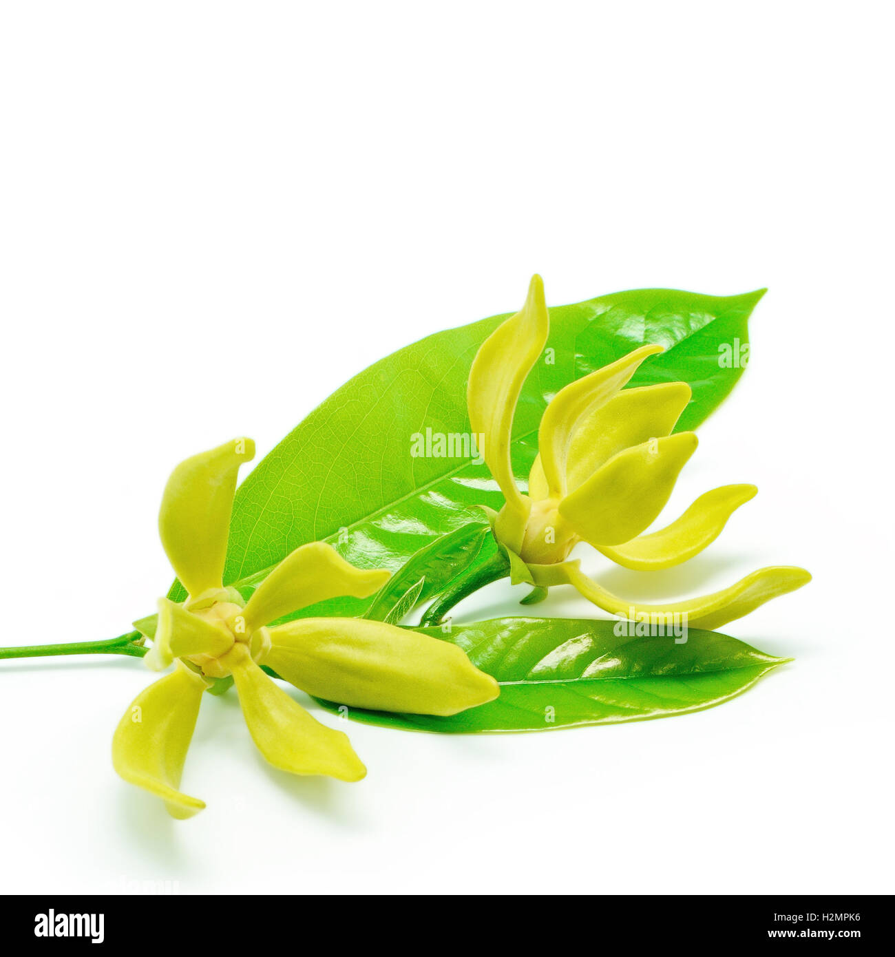 Cananga Tree High Resolution Stock Photography and Images - Alamy