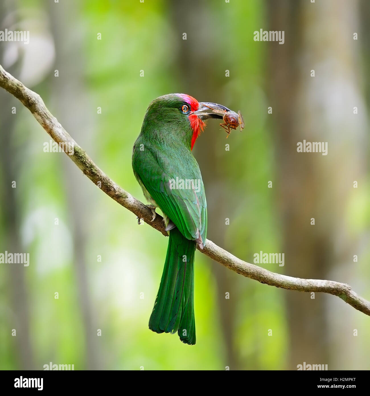 female Red-bearded Bee-eater Stock Photo - Alamy