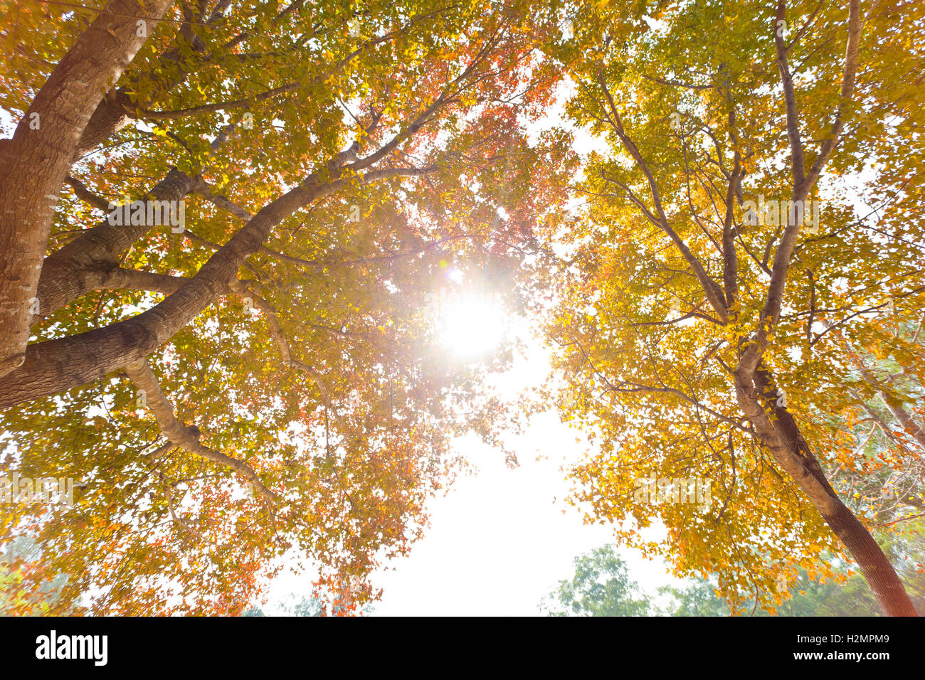 Autumn trees background Stock Photo - Alamy