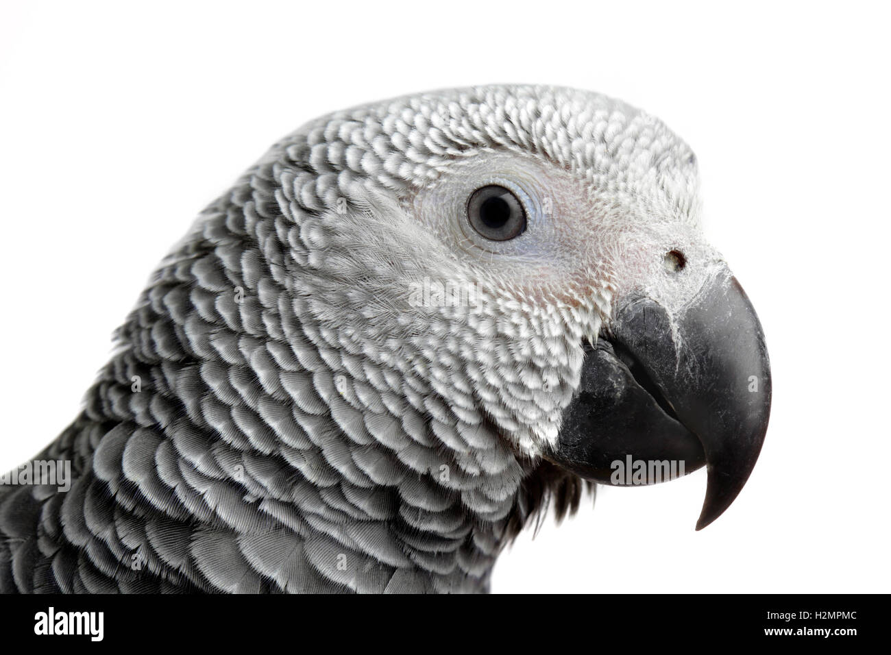 parrot isolated on white Stock Photo - Alamy