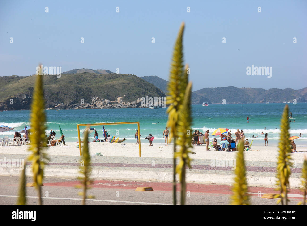 Restinga vegetation flowers in southeastern Brazil. This vegetation was ...