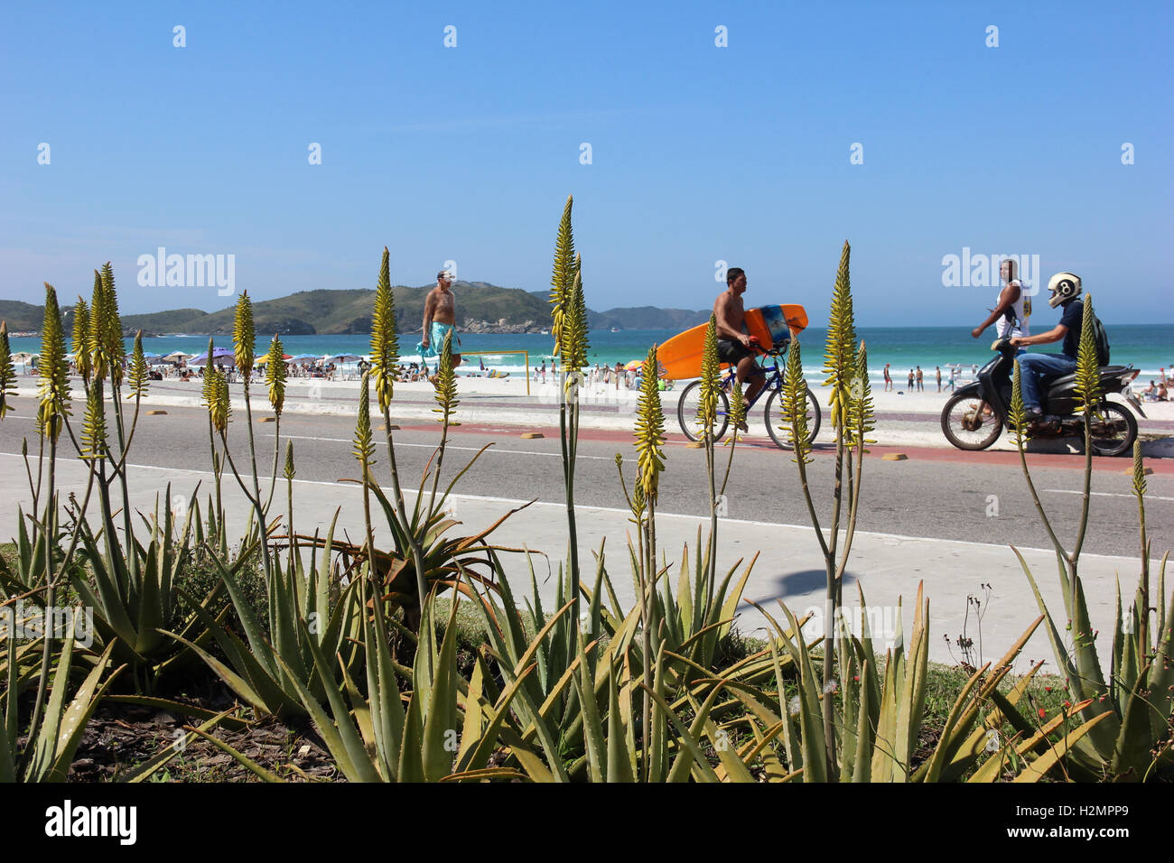 Restinga vegetation flowers in southeastern Brazil. This vegetation was ...