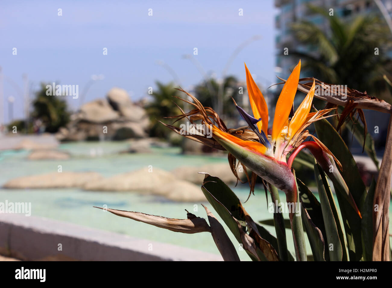 Restinga vegetation flowers in southeastern Brazil. This vegetation was ...