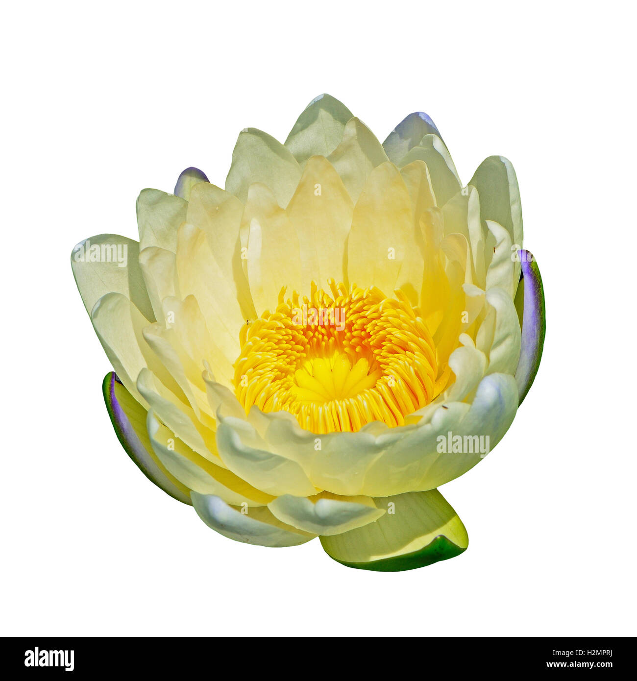 The lily pool Cut Out Stock Images & Pictures - Alamy