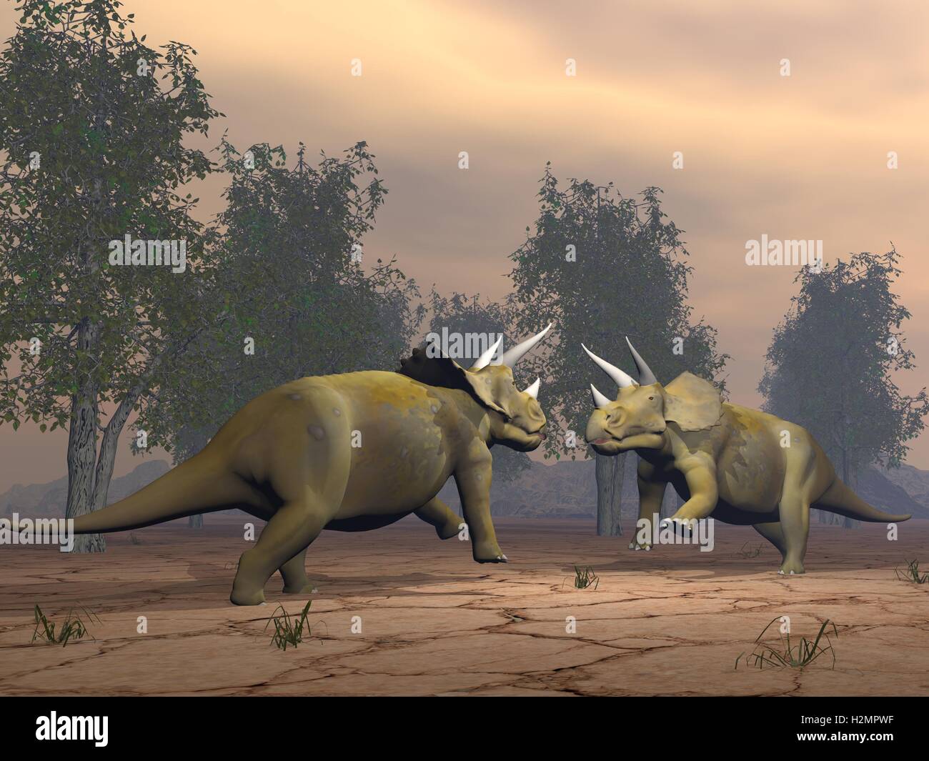 Triceratops dinosaurs fighting - 3D render Stock Photo - Alamy