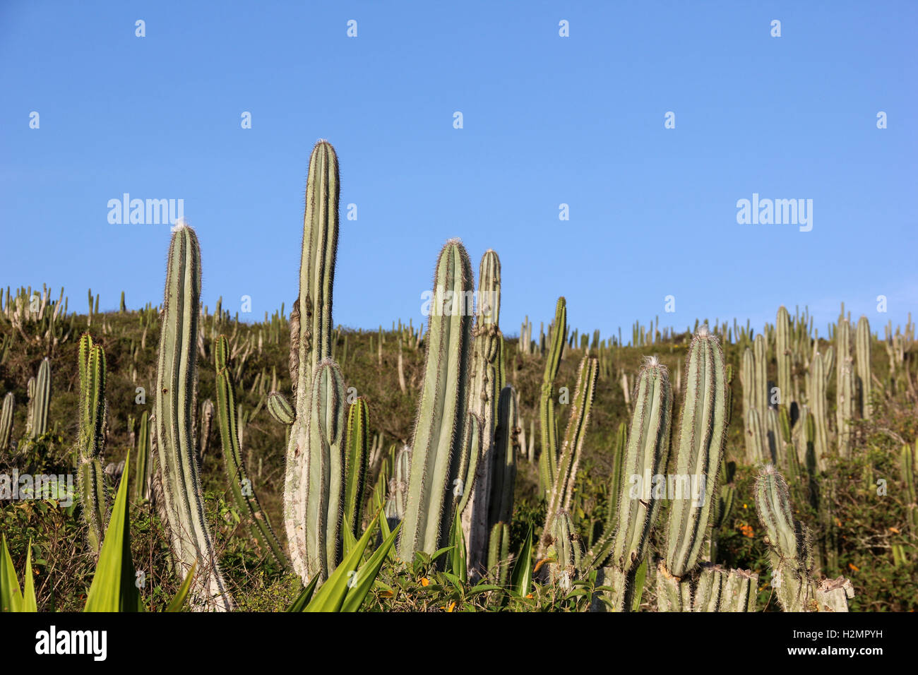 Cacti are part of the restinga vegetation in the city of Cabo Frio, in ...