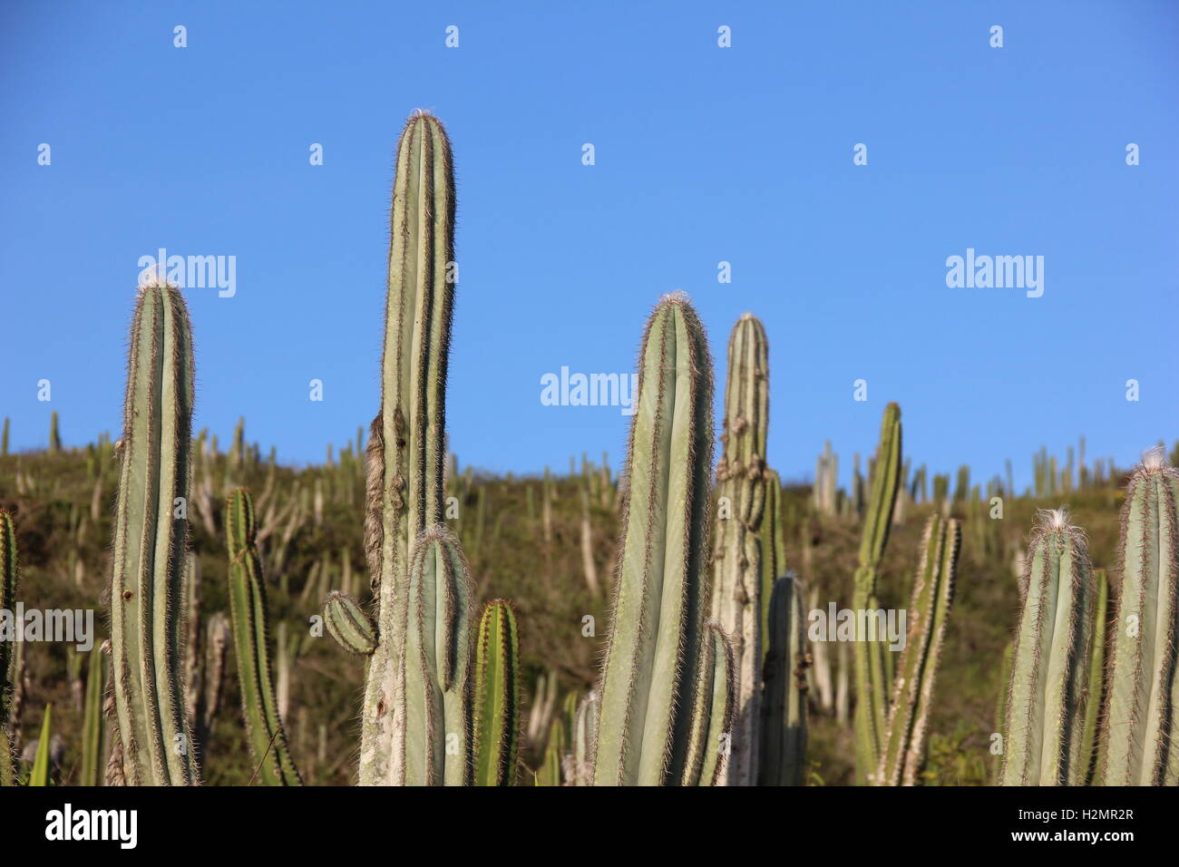 Cacti are part of the restinga vegetation in the city of Cabo Frio, in ...