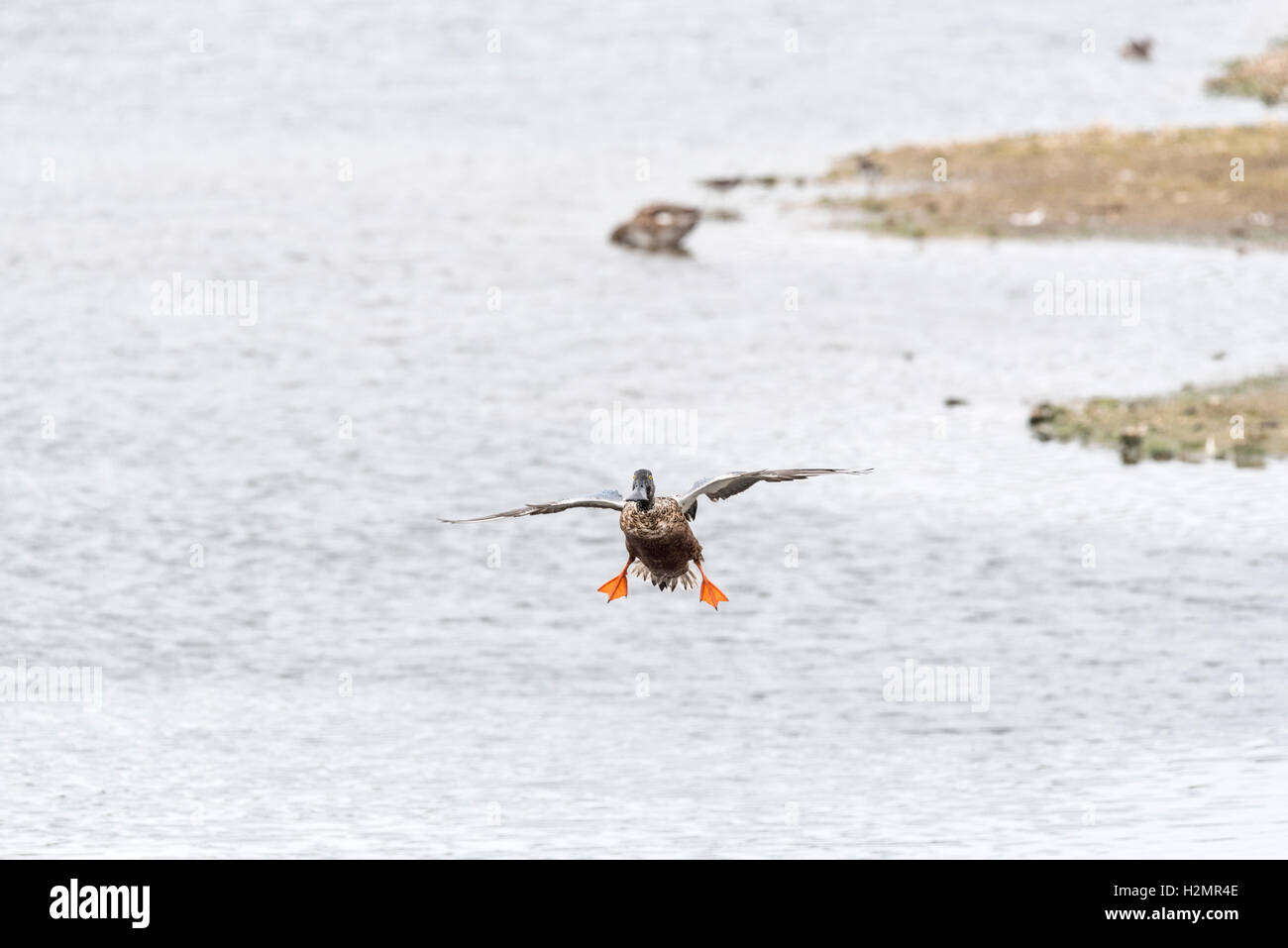 A Shoveler duck coming in to land Stock Photo - Alamy