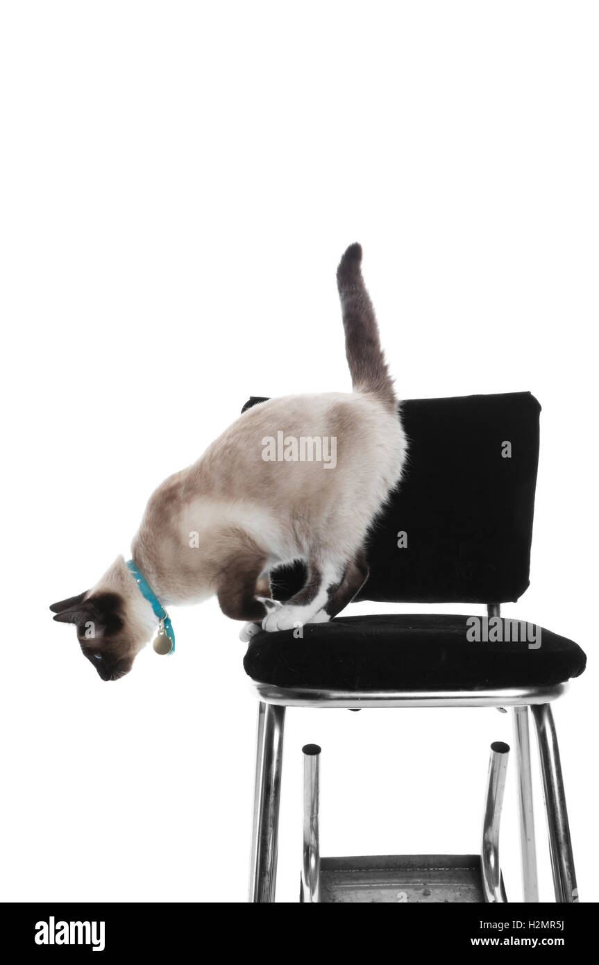 Lynx point siamese hi-res stock photography and images - Alamy