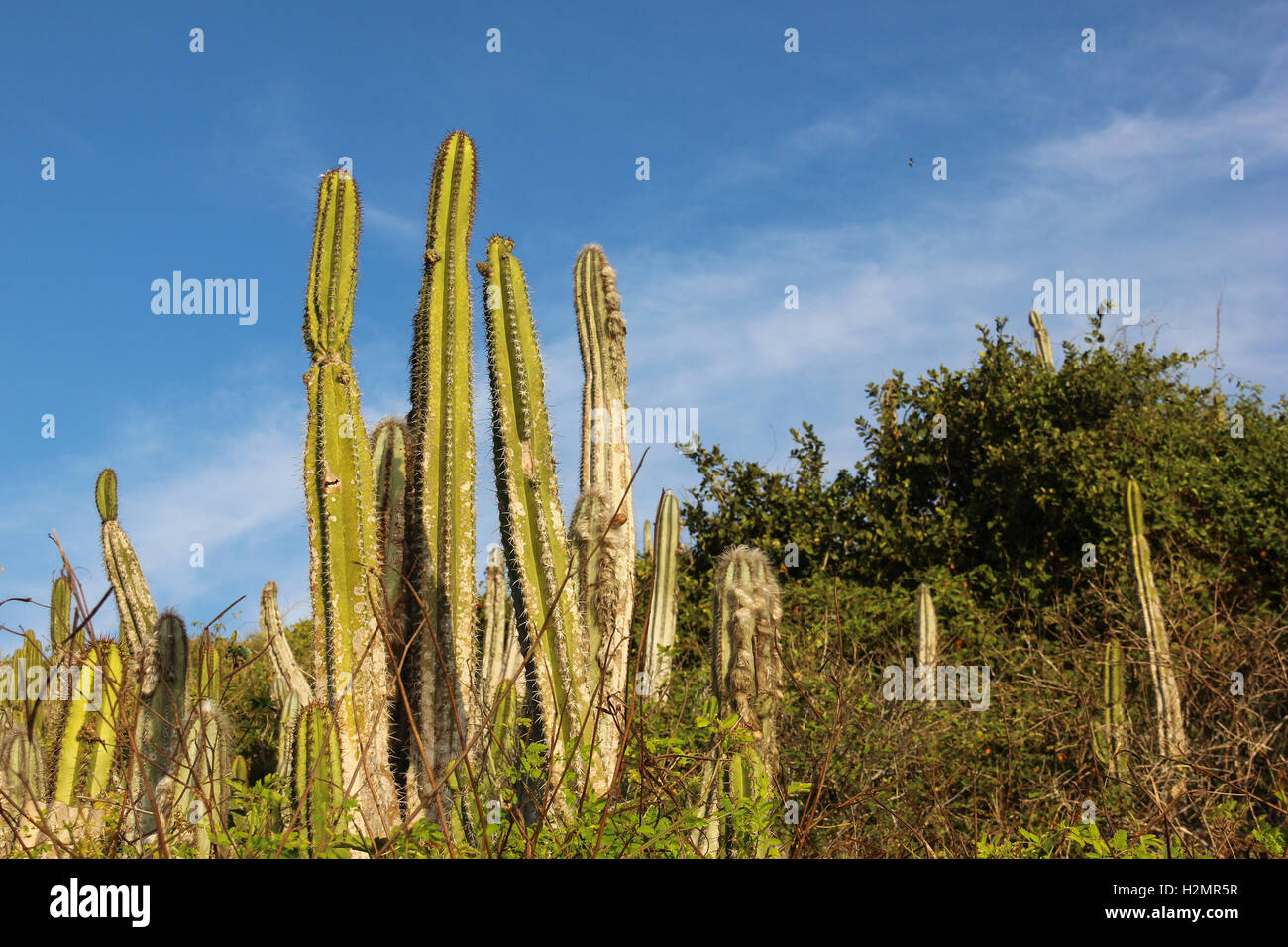 Cacti are part of the restinga vegetation in the city of Cabo Frio, in ...
