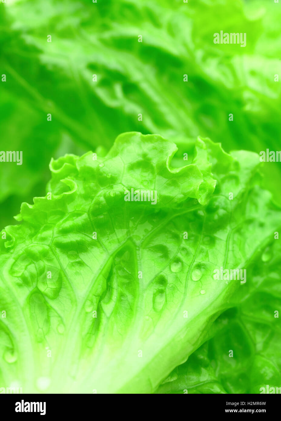 Green lettuce close up Stock Photo - Alamy
