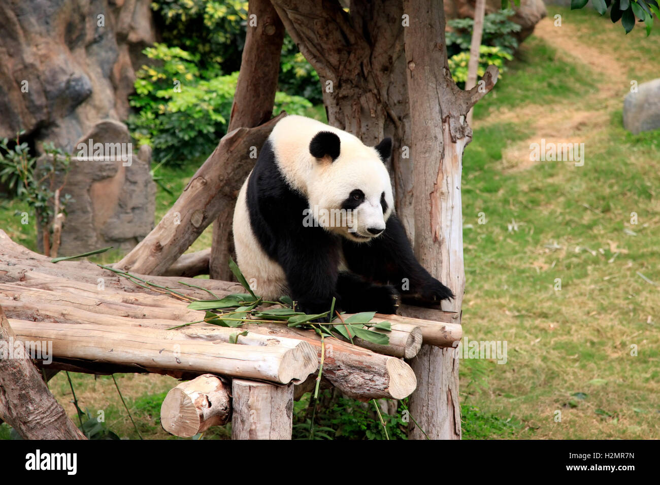 Panda profile hi-res stock photography and images - Alamy