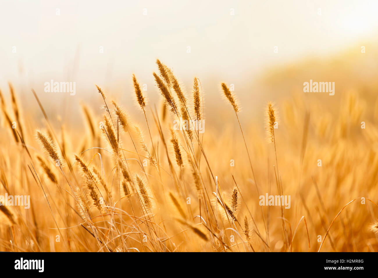 Fantastic wheat field at the sunset Stock Photo - Alamy