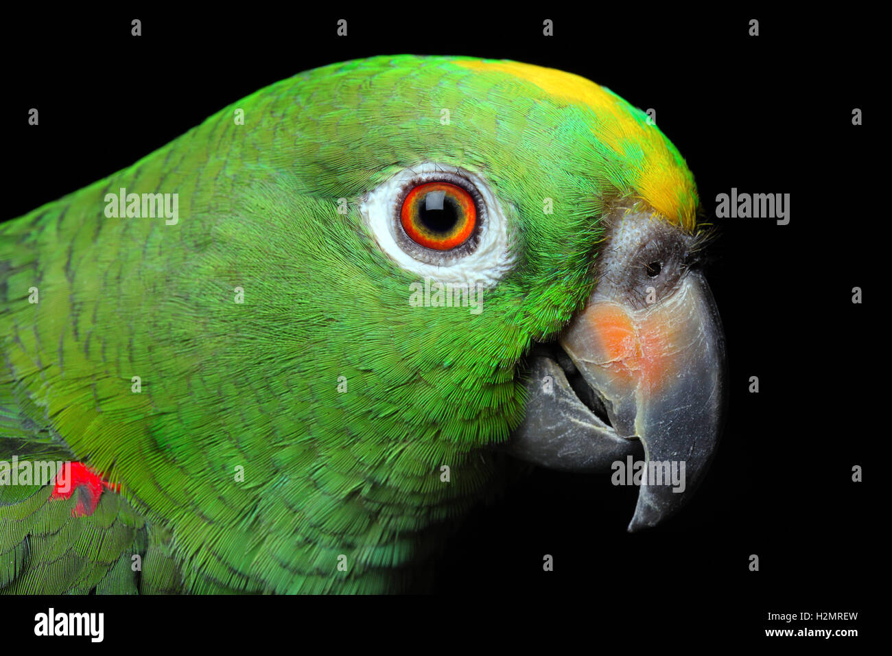 Amazon parrot hi-res stock photography and images - Alamy