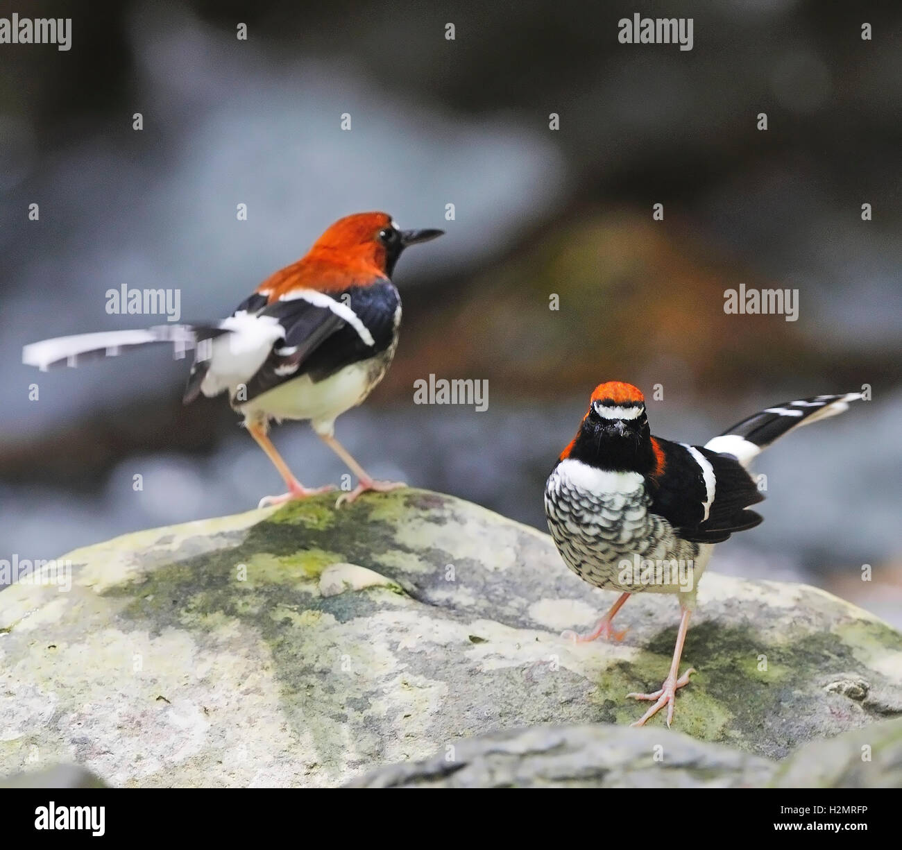 Forktail bird hi-res stock photography and images - Alamy
