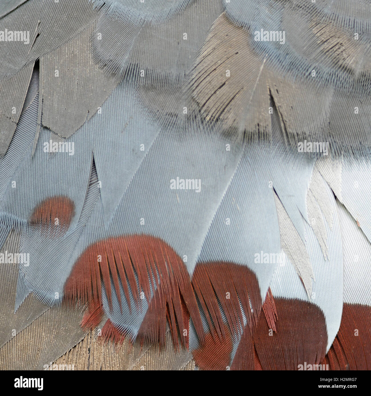 Victoria Crowned feather Stock Photo - Alamy