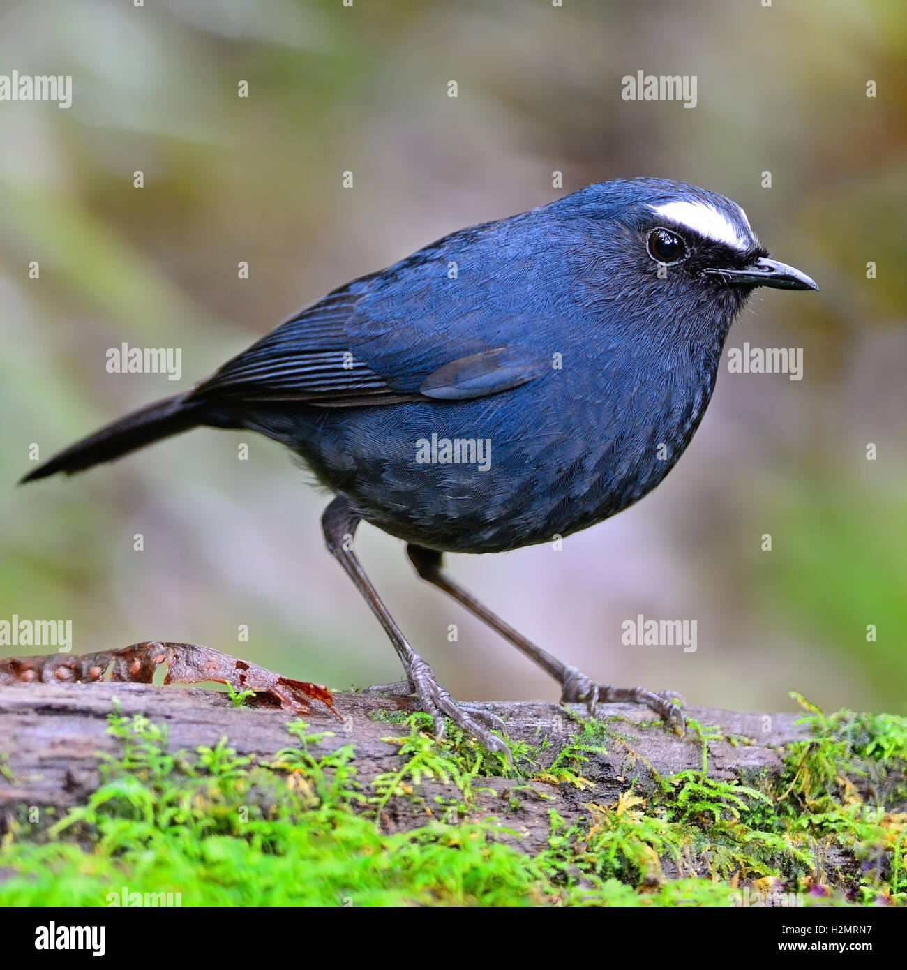 male White-browed Shortwing Stock Photo - Alamy