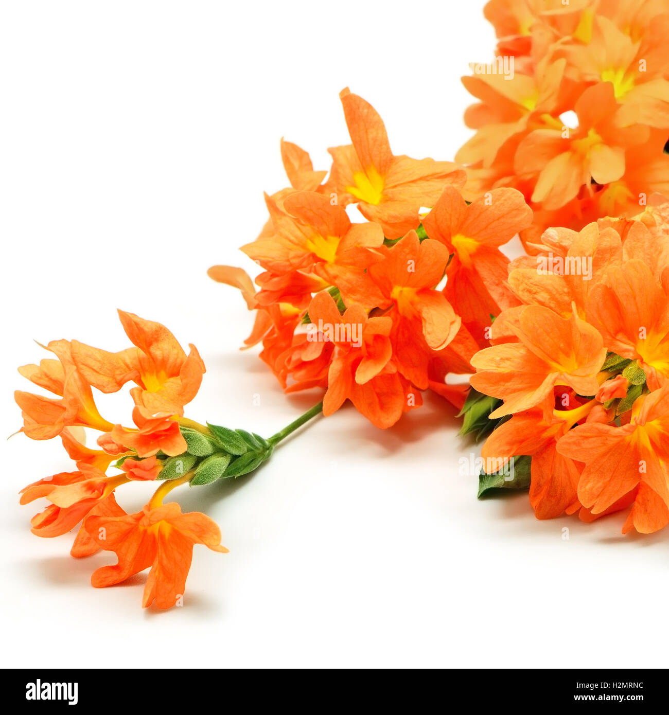 Beautiful crossandra flower background hi-res stock photography and ...