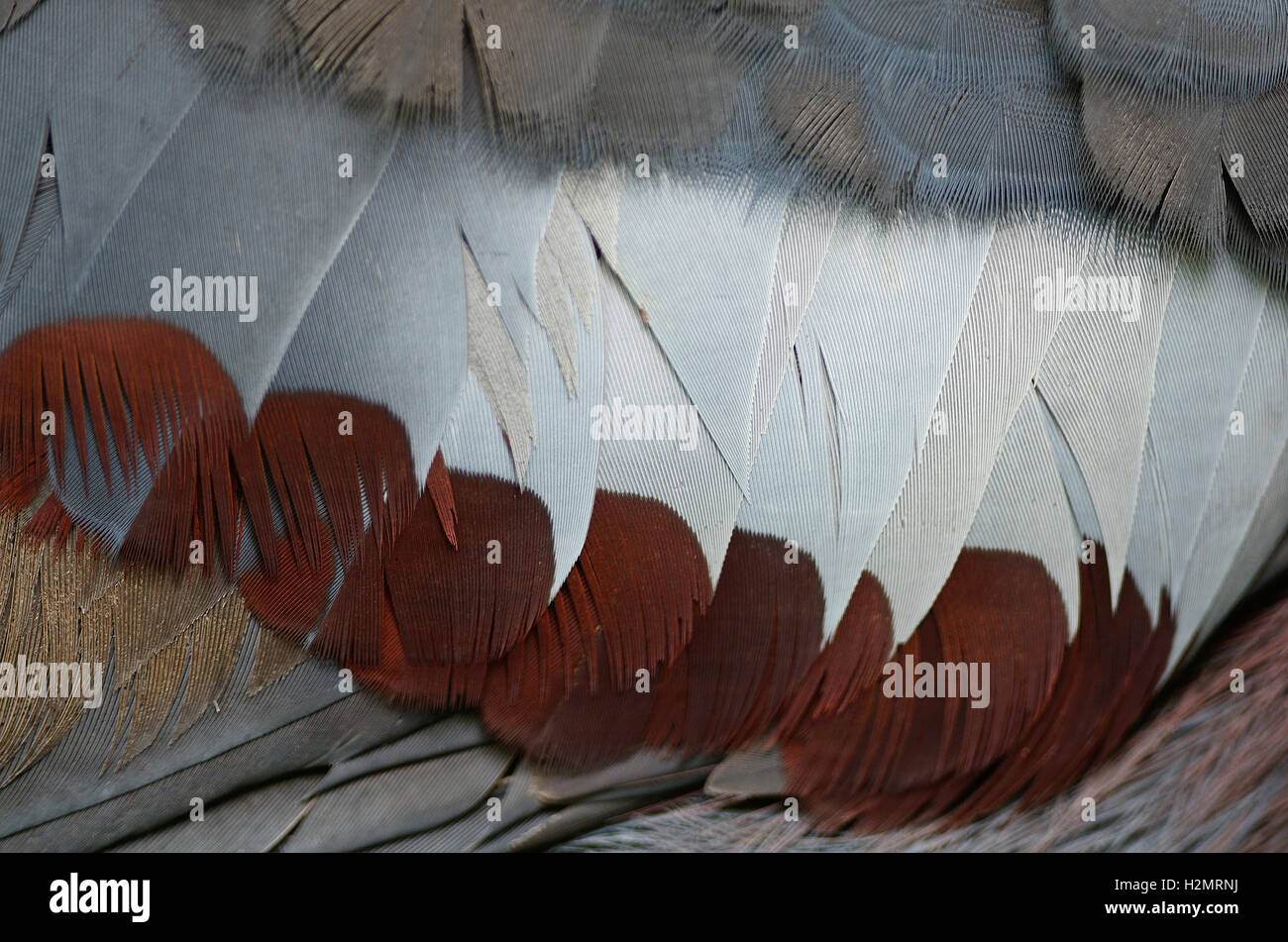 Victoria Crowned feather Stock Photo - Alamy