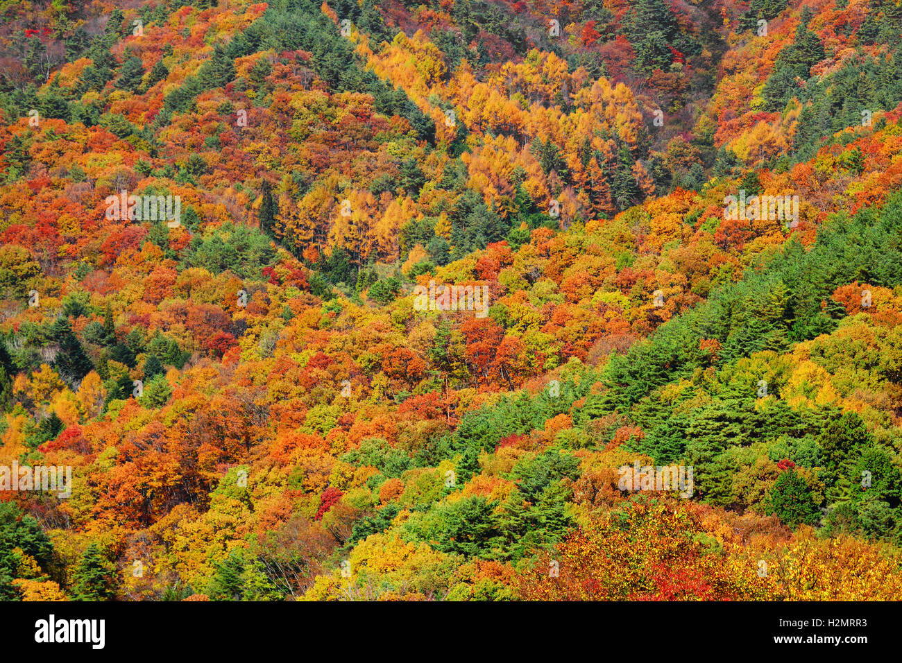 Mountain forest in Autumn Stock Photo - Alamy