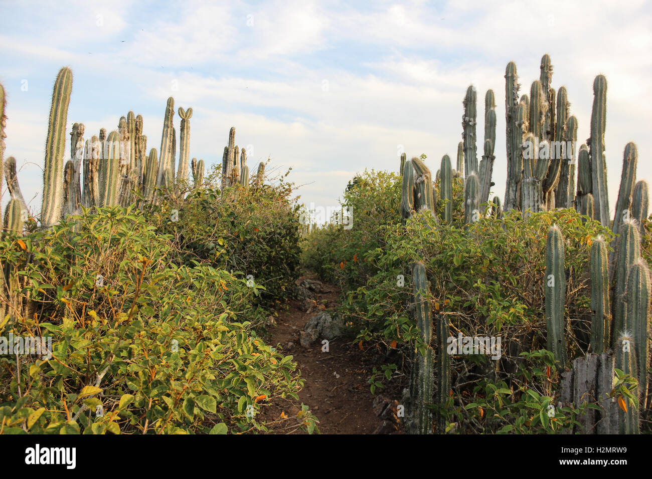 Restinga vegetation flowers in southeastern Brazil. This vegetation was ...