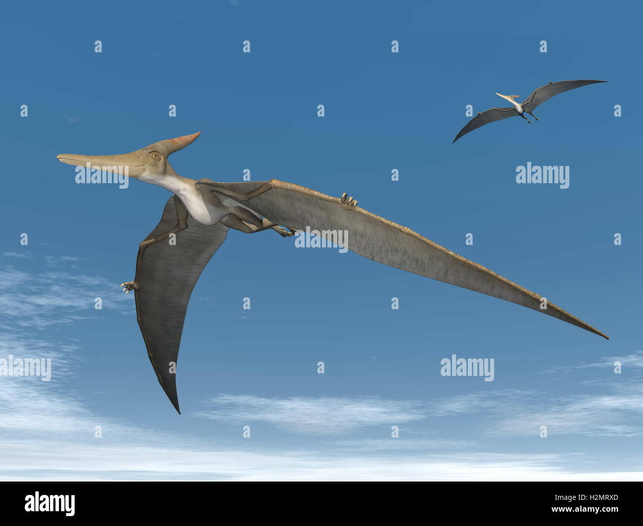 Pteranodon dinosaurs flying - 3D render Stock Photo - Alamy