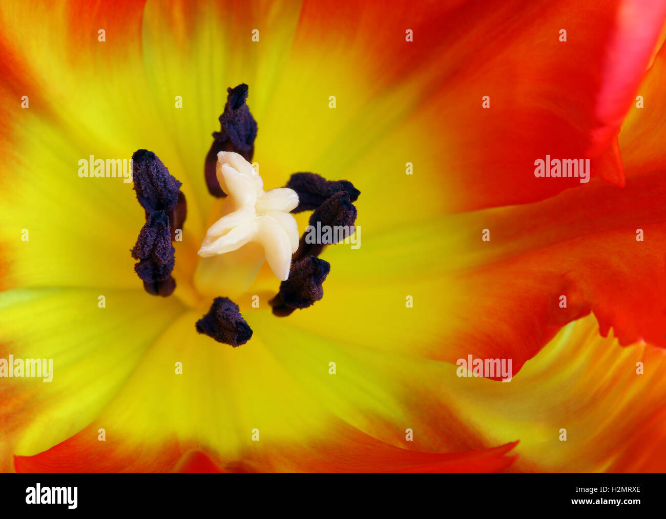 Detailed image of tulip Stock Photo - Alamy