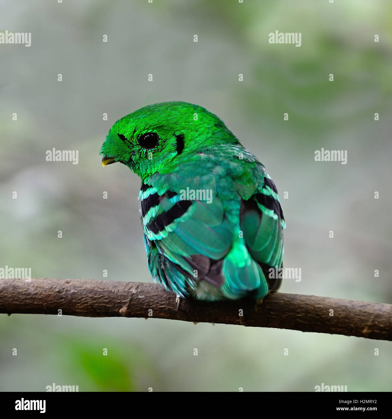 male Green Broadbill Stock Photo - Alamy