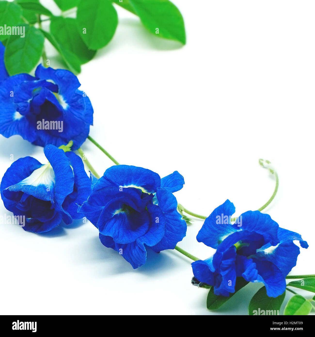Clitoria ternatea blue pea flowers hi-res stock photography and images ...