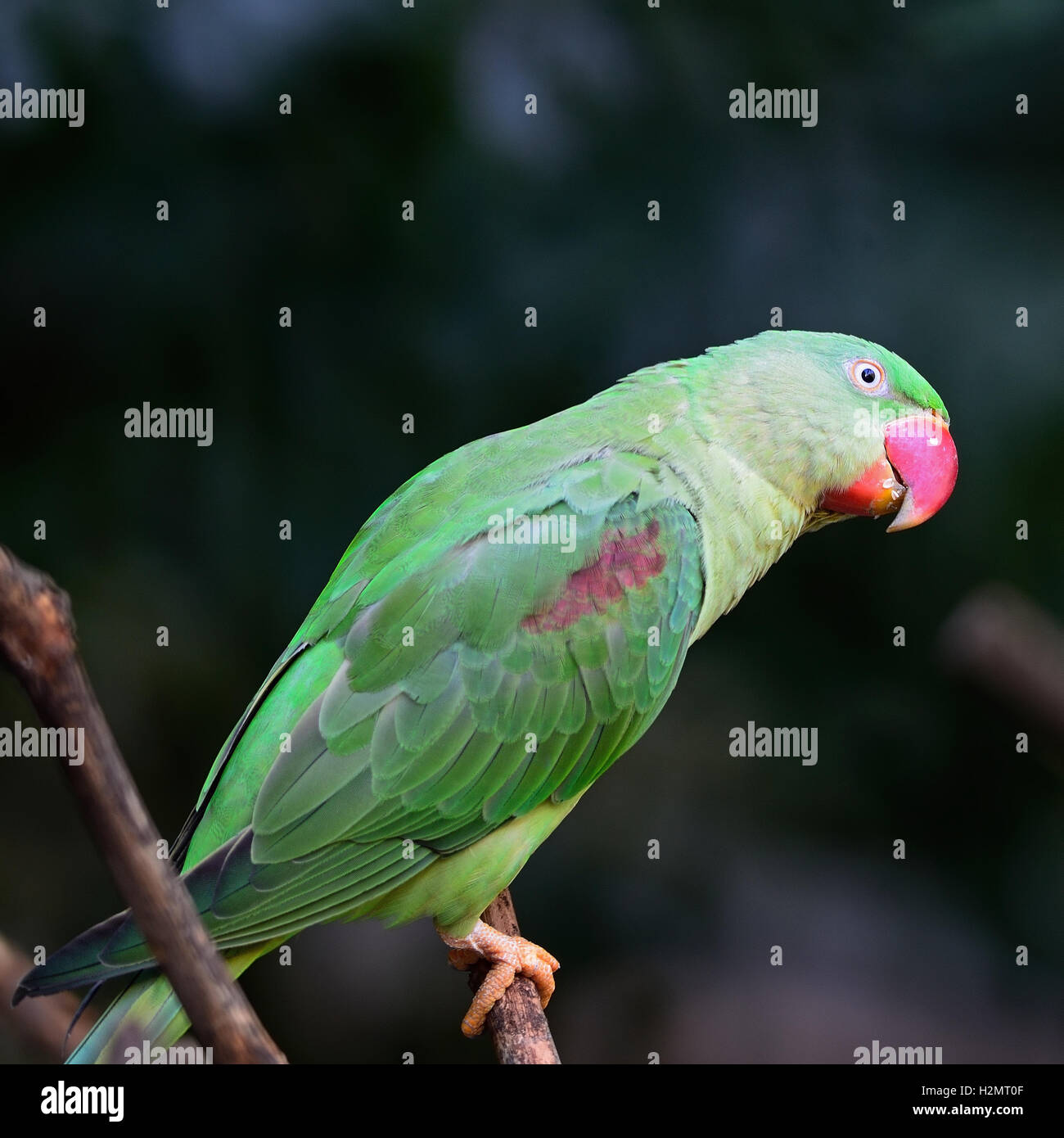 female Alexandrine Parakeet Stock Photo - Alamy