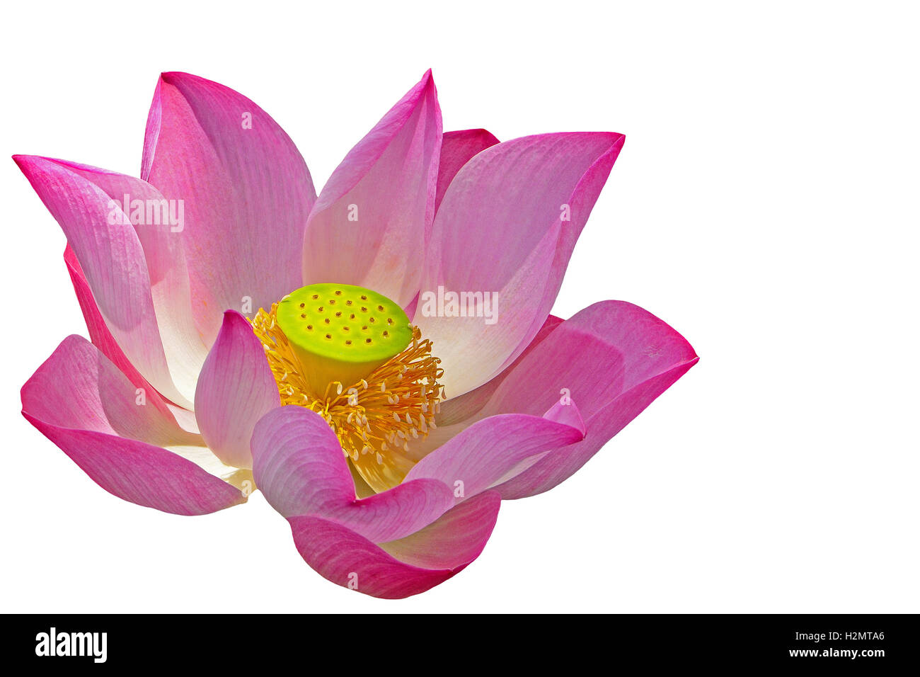 Lotus flower detail Cut Out Stock Images & Pictures - Alamy