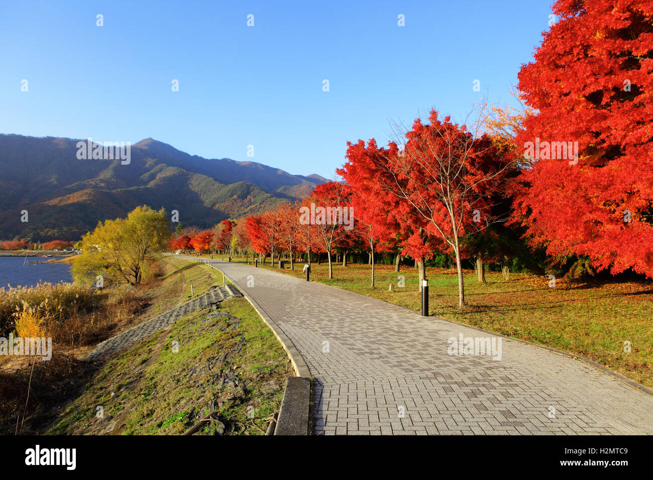 Red maple tree in japan garden Stock Photo - Alamy
