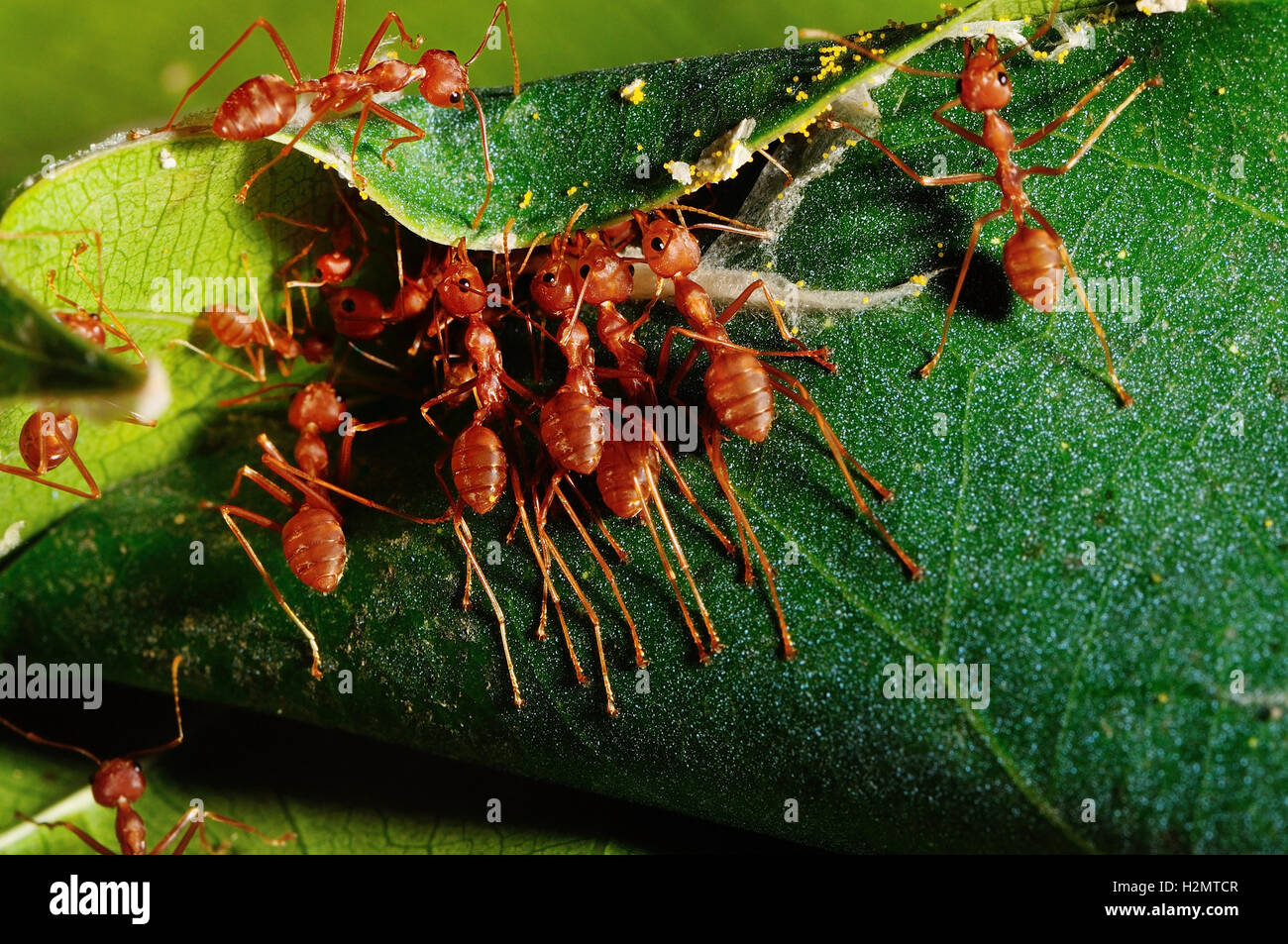 red ant teamwork in green nature Stock Photo - Alamy