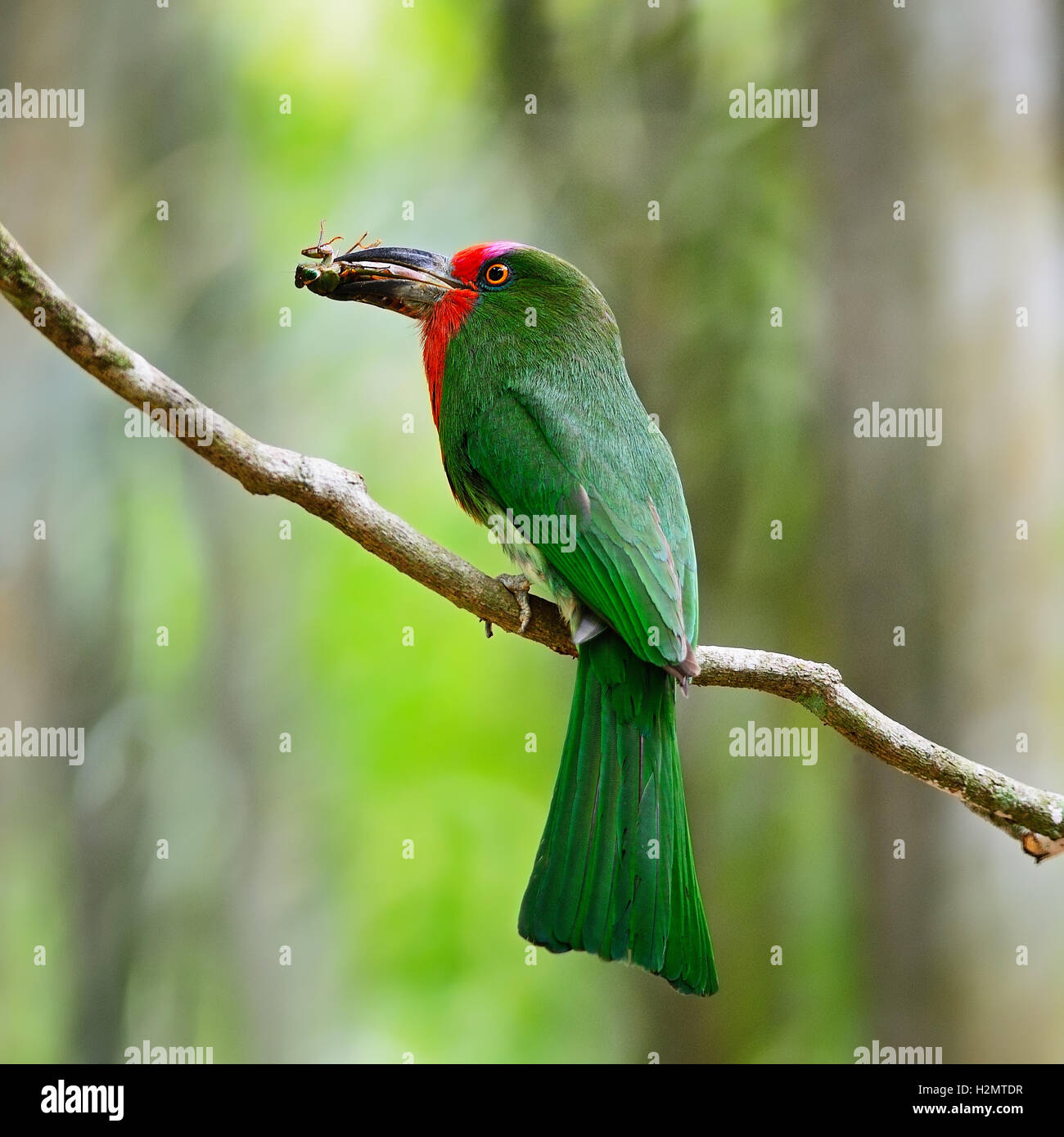 female Red-bearded Bee-eater Stock Photo - Alamy