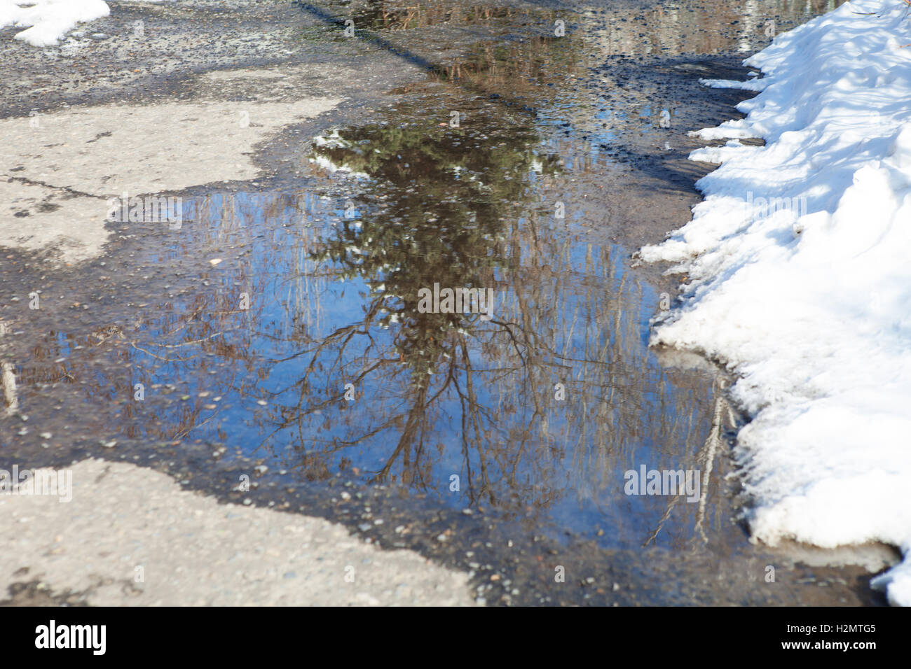 reflection of spruce in spring puddle Stock Photo - Alamy