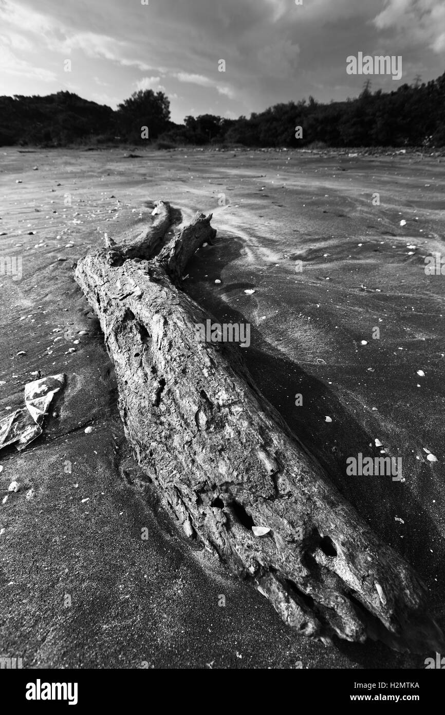Sea washed wood Black and White Stock Photos & Images - Alamy