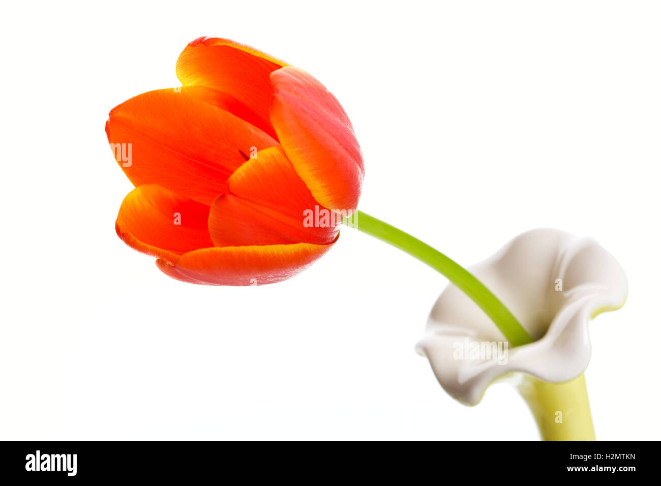 Beautiful orange spring flower Cut Out Stock Images & Pictures - Alamy