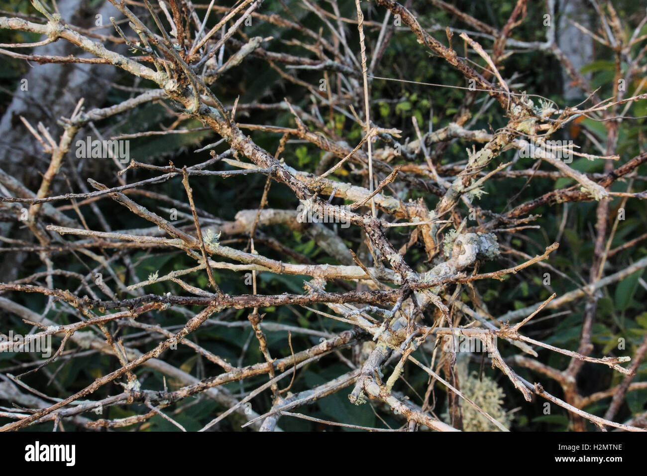 Gnarled branches hi-res stock photography and images - Alamy