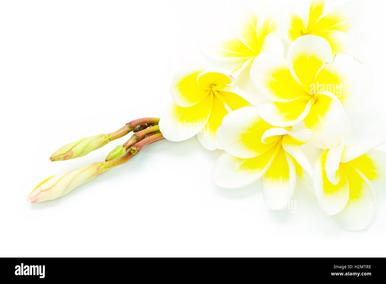 Yellow tree flowers closeup Cut Out Stock Images & Pictures - Alamy