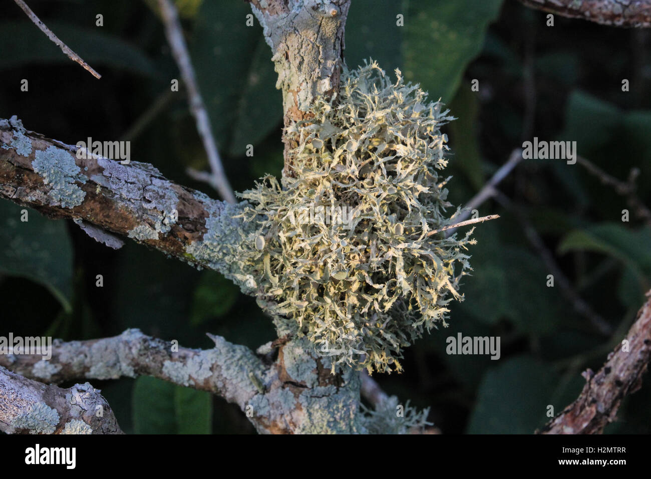 Plant gnarled branches are common in Brazilian Restinga vegetation. The ...