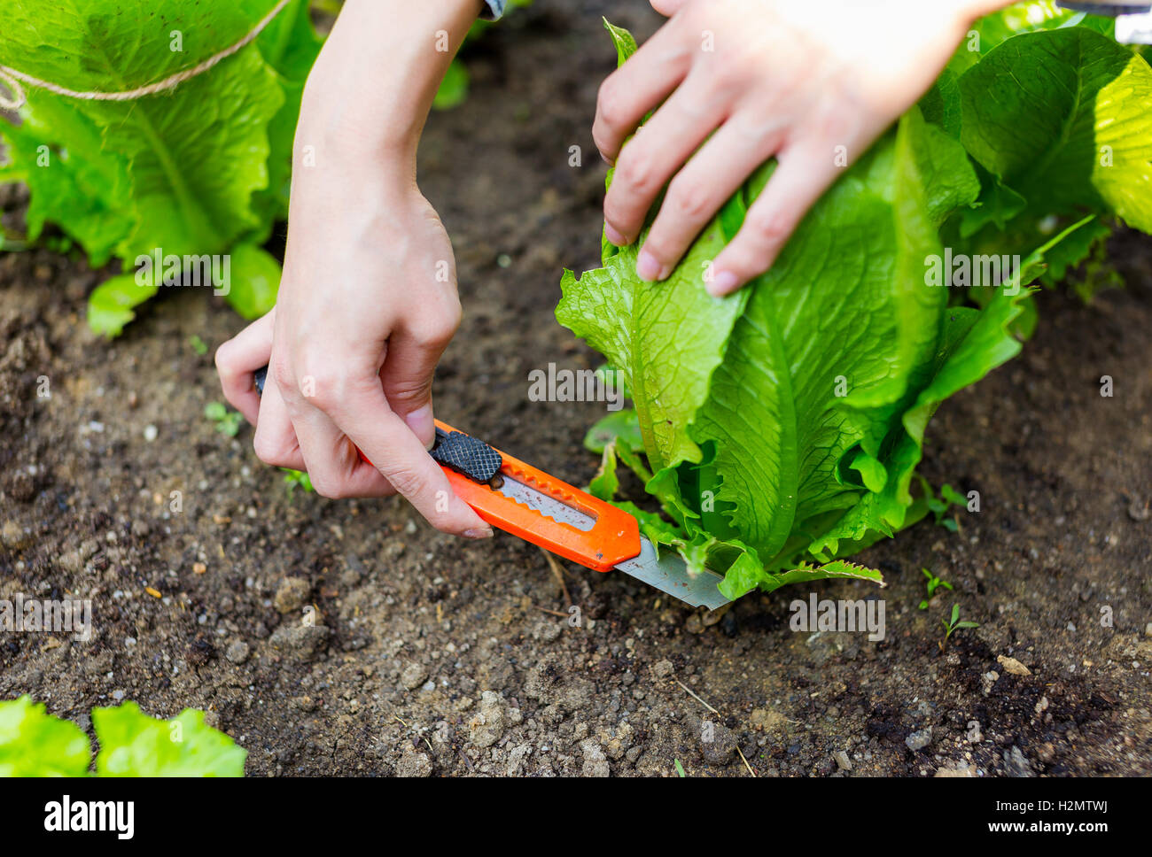 Agriculture of lettuce in field Stock Photo - Alamy