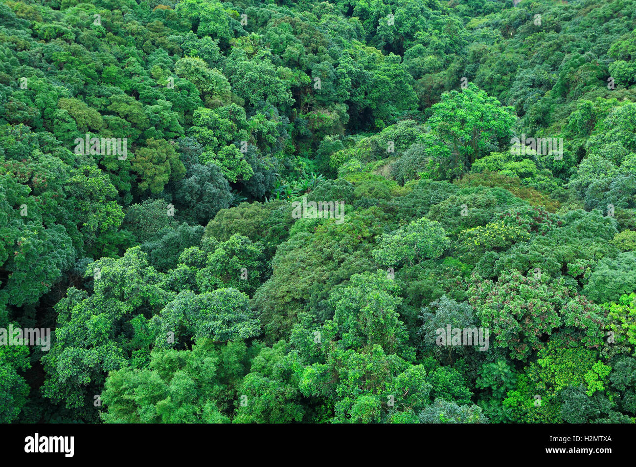 Forest on mountain Stock Photo - Alamy