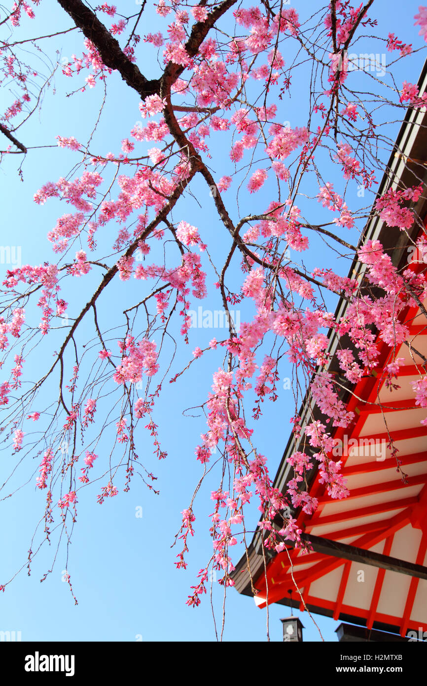 Sakura tree and temple Stock Photo - Alamy